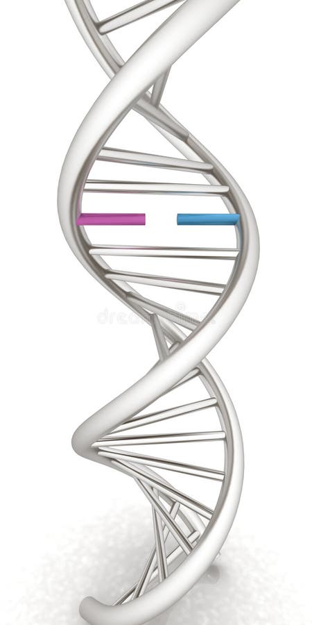 DNA Structure Model on White Stock Illustration - Illustration of ...