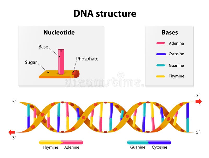 3d Dna Model Labeled