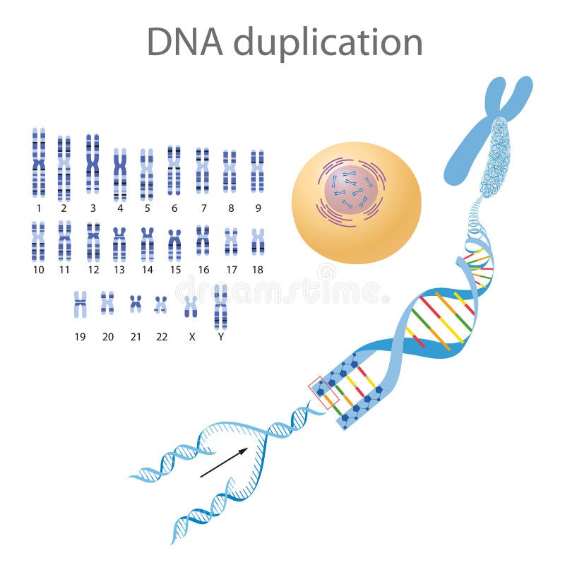 DNA Structure and Replication Illustration Stock Illustration ...