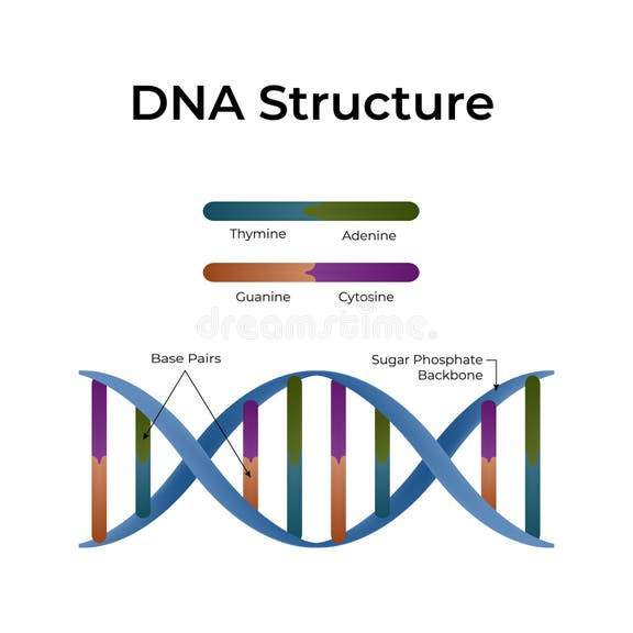 DNA Structure a Visual Guide To Base Pairs and Double Helix Stock ...