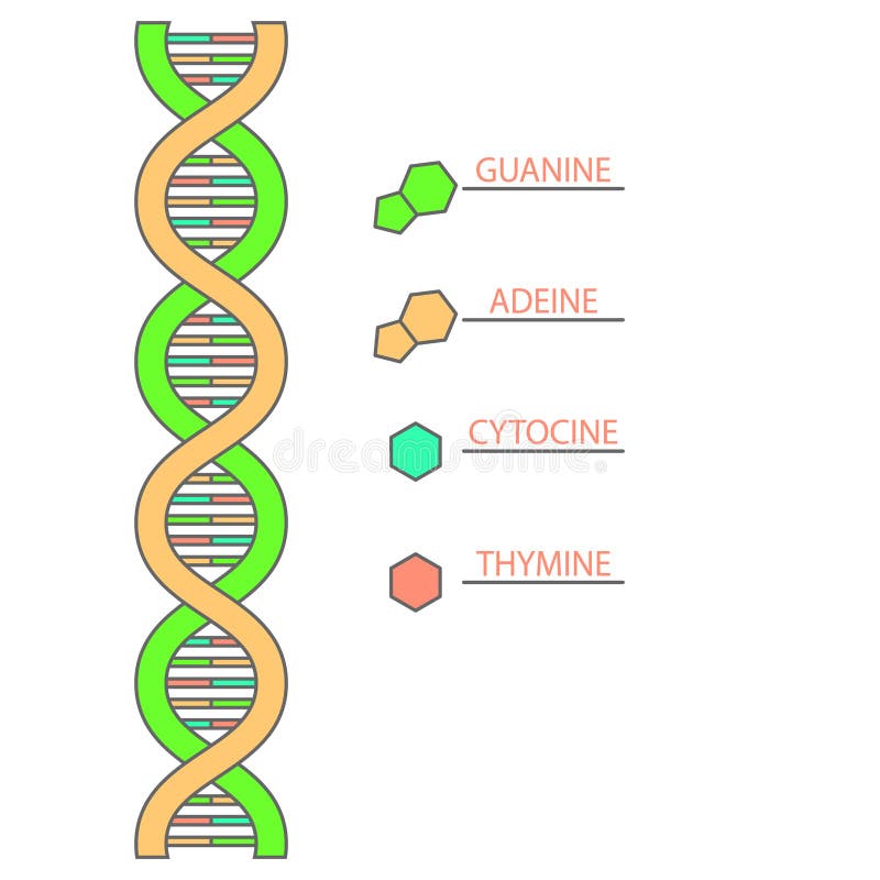 DNA Structure on a White Background with a Description of the Main ...