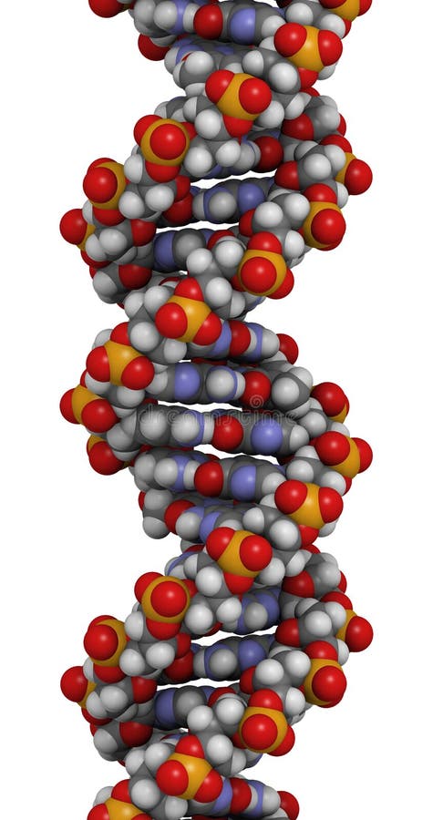 DNA-structuur, vorm B-DNA stock illustratie. Illustration of nucleair ...