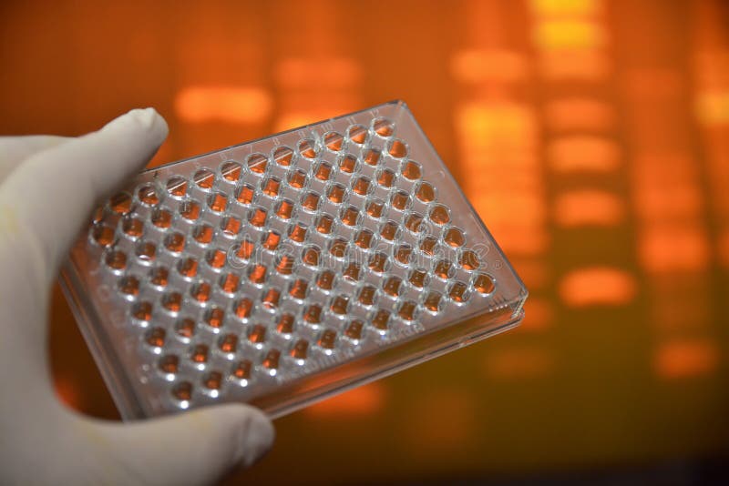 DNA Testing by the Real Time PCR Method. Stock Photo - Image of ...