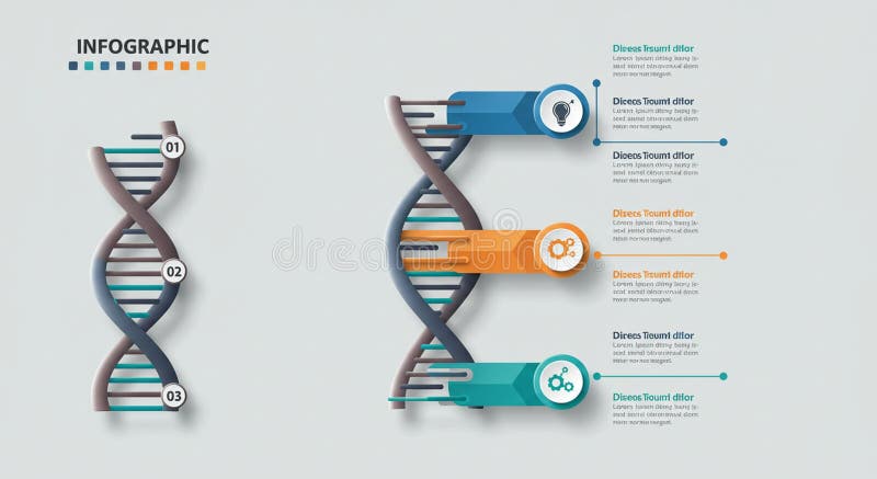 DNA-themed Infographic with Two Sections. on the Left, a 3D DNA Double Helix with Stock ...