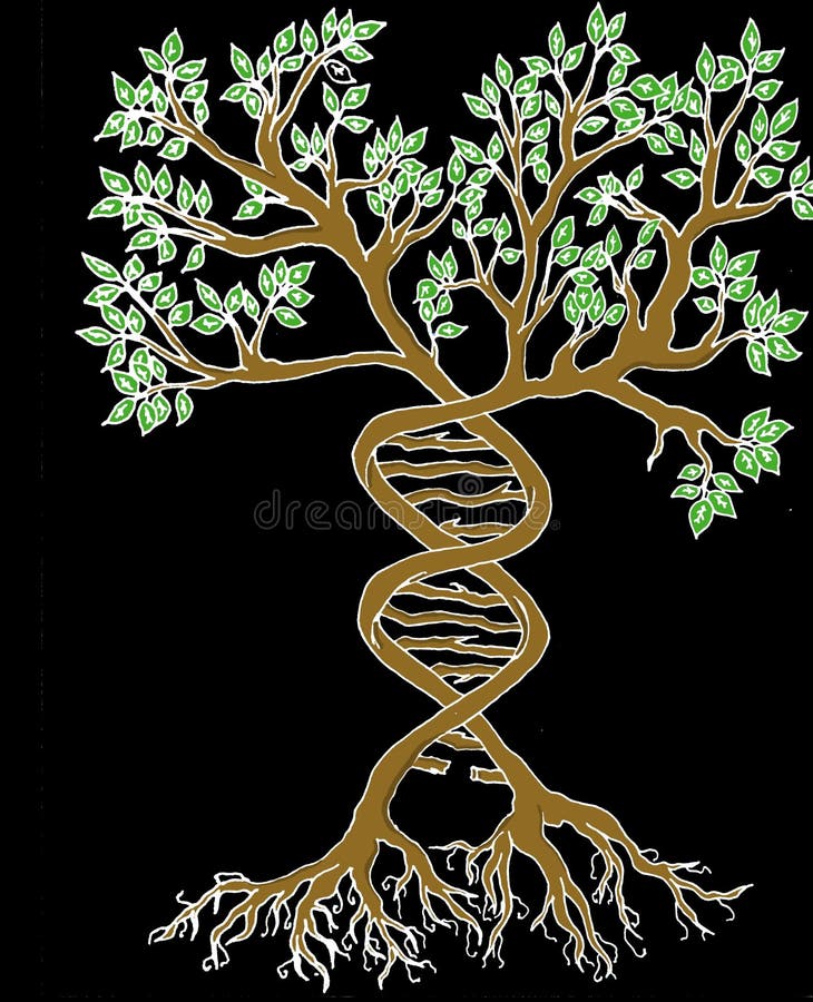 Genetical Tree Stock Illustrations – 8 Genetical Tree Stock ...