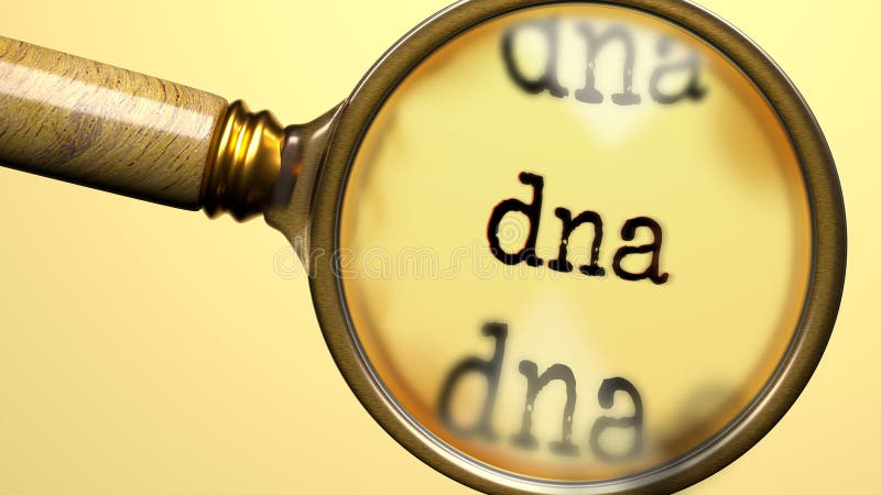 Dna Under Magnifying Glass. Thorough Analysis and Inspection of Dna ...