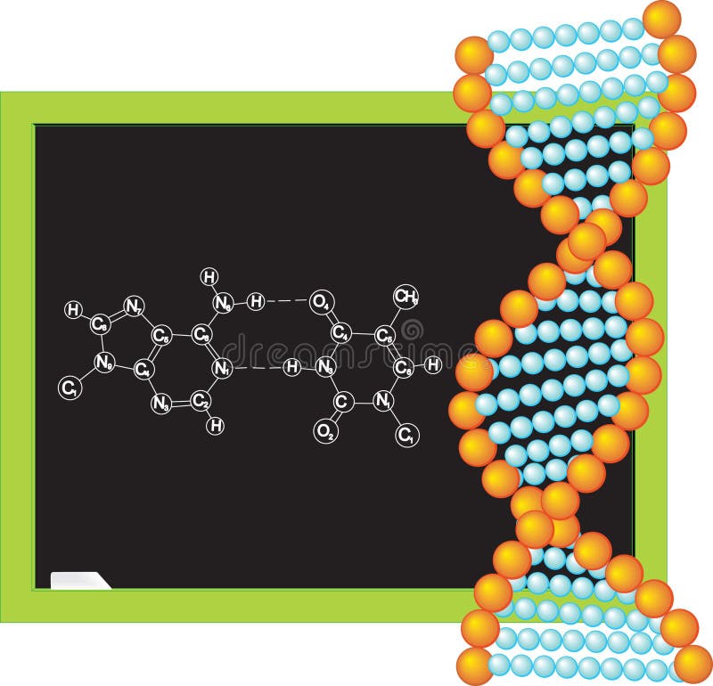 DNA. Vector illustration stock vector. Illustration of coding - 3419947