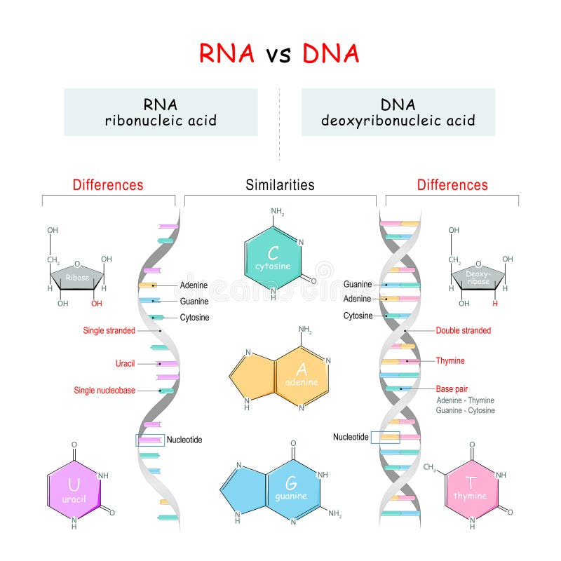 DNA Vs RNA Comparison. Similarities and Differences Stock Vector ...