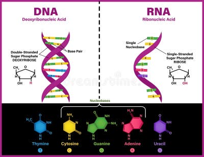 DNA Vs RNA Vector Illustration Diagram. Comparison between Ribonucleic ...