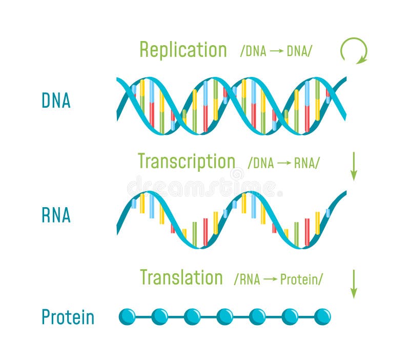 DNAreplikation-, Proteinsyntes, Transkription Och Translatio Vektor ...