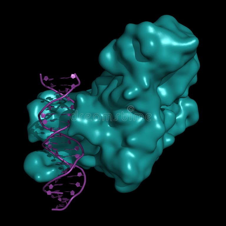 Enzyme Activity Model Stock Illustrations – 68 Enzyme Activity Model ...