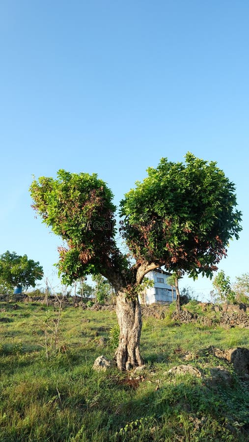 Do a Morning Walk, Find this Beautiful Tree Stock Photo - Image of ...