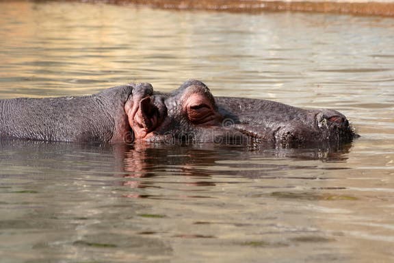 Do not disturb stock image. Image of sleepy, calm, rest - 748235