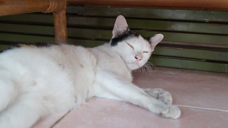 Do Not Disturb Cat Stock Photos - Free & Royalty-Free Stock Photos from ...