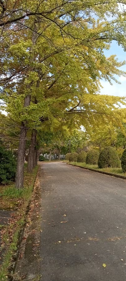 Do not fall as in autumn stock photo. Image of fall - 264252808