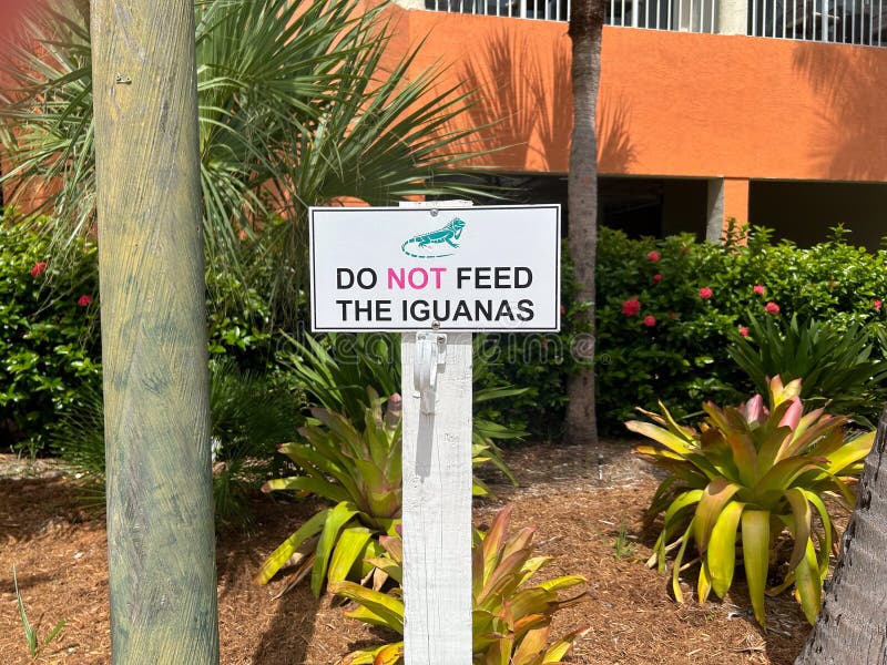Do Not Feed the Iguanas Sign Stock Photo - Image of pest, feed: 339681226