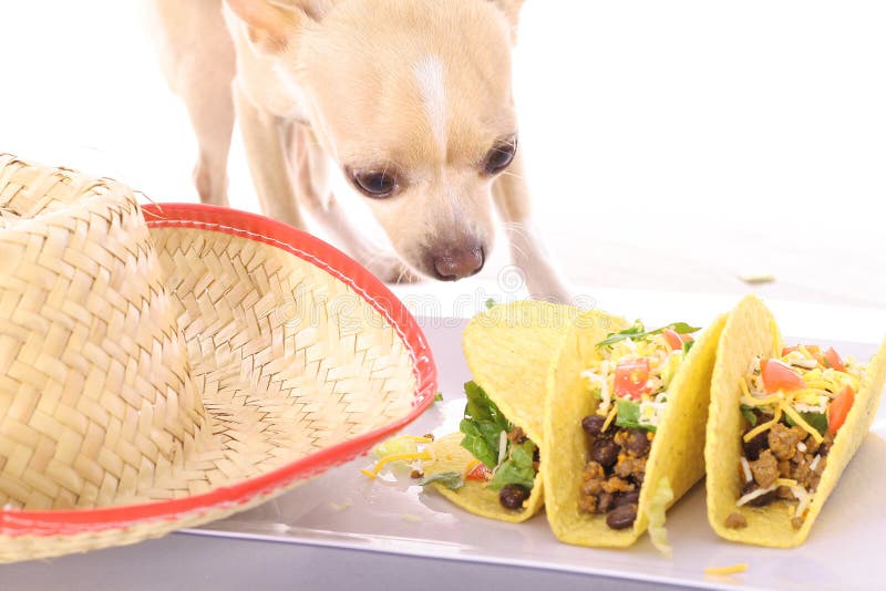 Do not mess with my food stock photo. Image of lettuce - 3713236