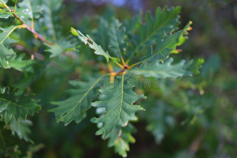 Do Oak Trees Stock Photos - Free & Royalty-Free Stock Photos from ...