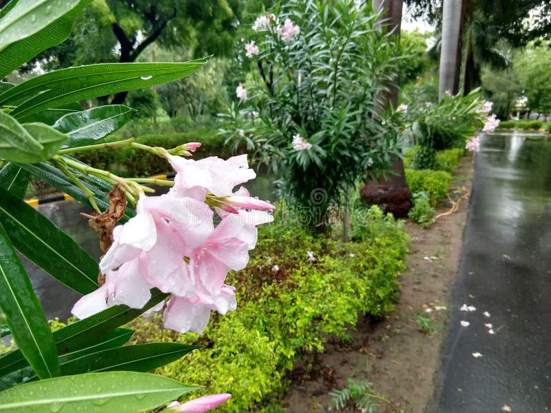 Karan flower stock photo. Image of zoom, water, flower - 121513954