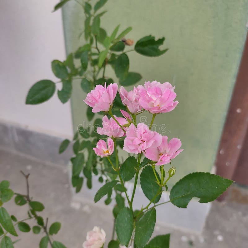 Dobam, 25-07-2021:a Beautiful Pink Cluster Rose. Stock Image - Image of ...