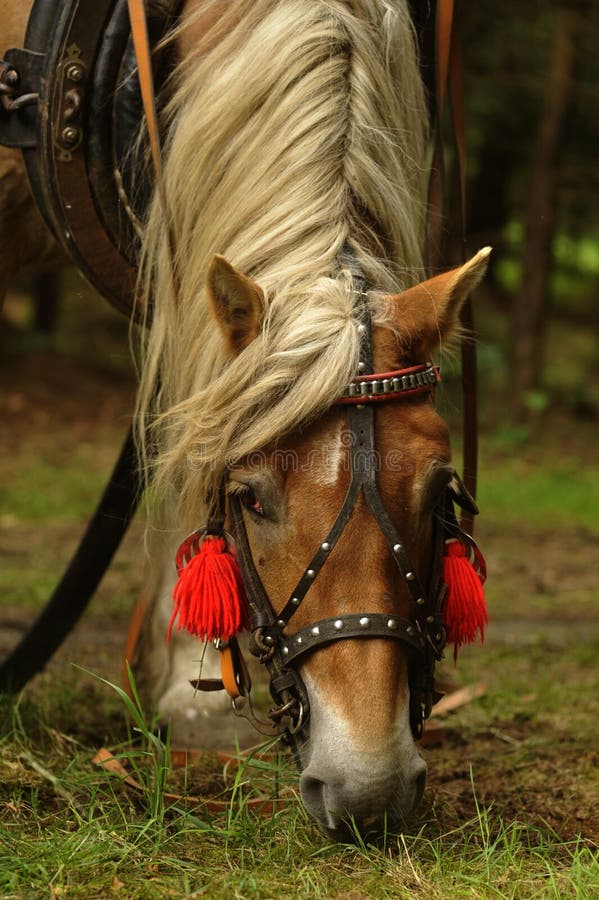 Dobbin stock photo. Image of biodiversity, helpful, wood - 58293830