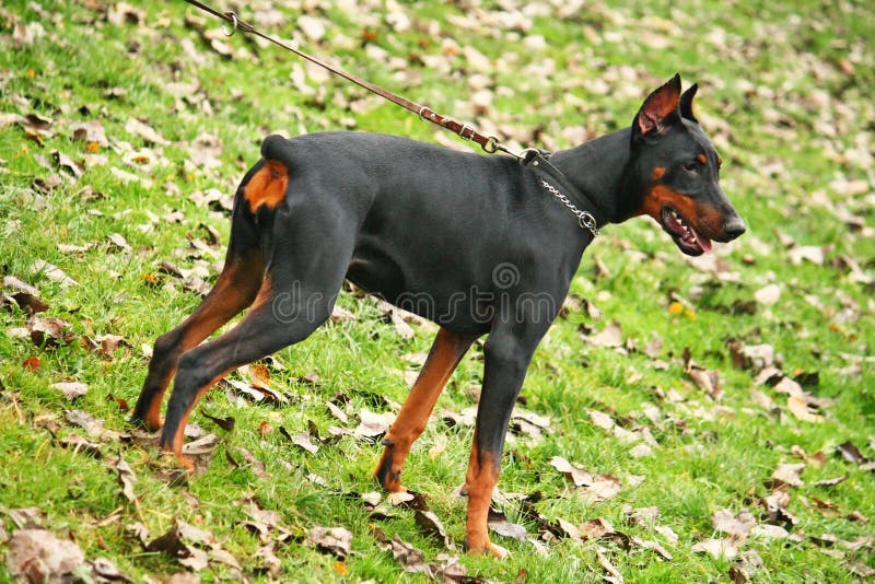 Sleuthhound Standing Stock Photos - Free & Royalty-Free Stock Photos ...