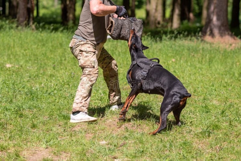 162 Dog Exhibition Doberman Stock Photos - Free & Royalty-Free Stock ...