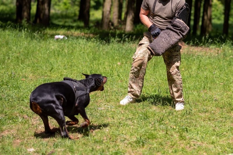 Doberman Attacking Dog Handler during Aggression Training. Stock Photo ...
