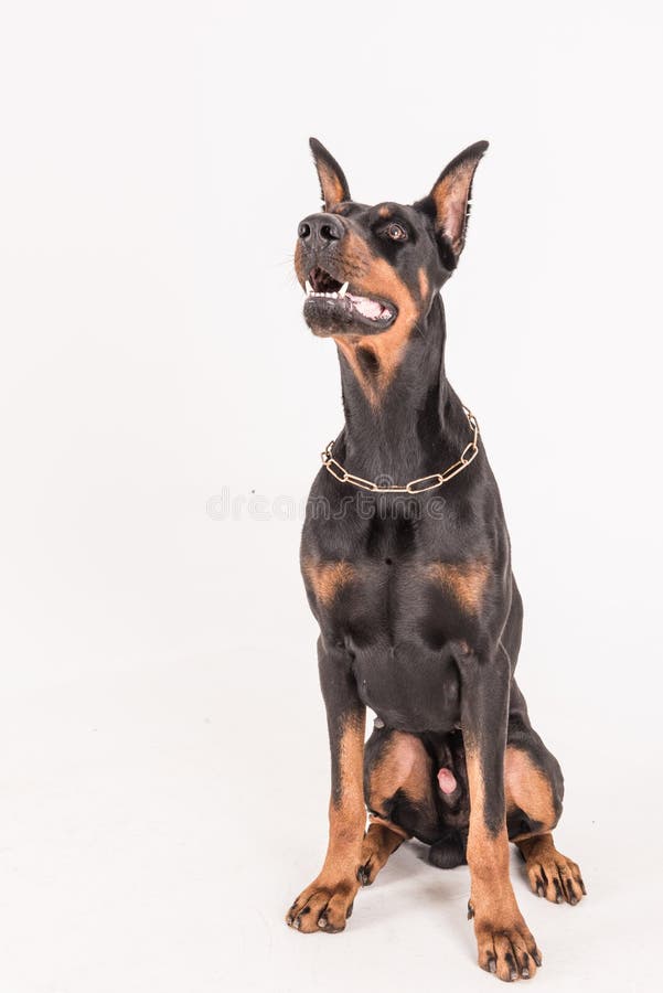 Doberman Breed Dog Looking Up Stock Photo - Image of dogs, breed: 92911854