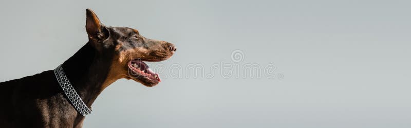 Doberman in Chain Collar on Stock Photo - Image of doberman, canine ...