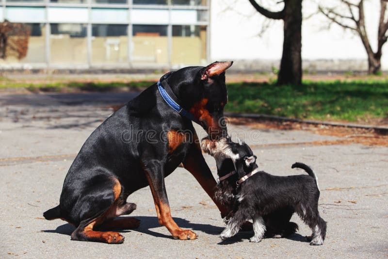 Doberman Con Los Schnauzers Miniatura Foto de archivo - Imagen de ...