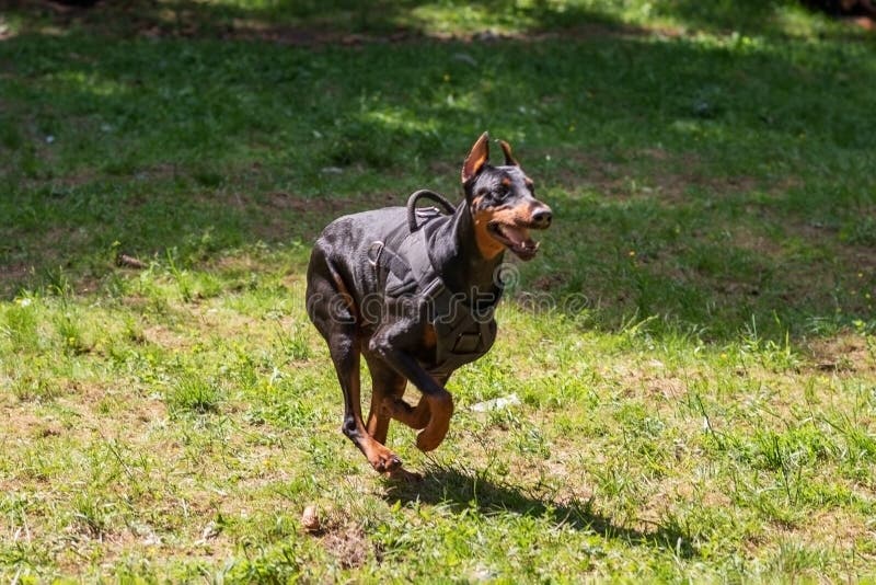 Doberman with a Cynologist, in Attack Training, in the Face. Stock ...