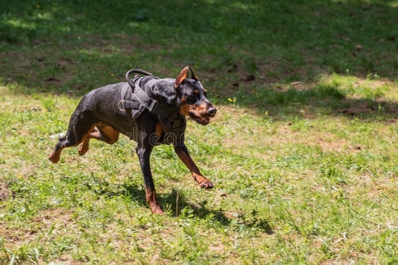 Do Dobermans Attack