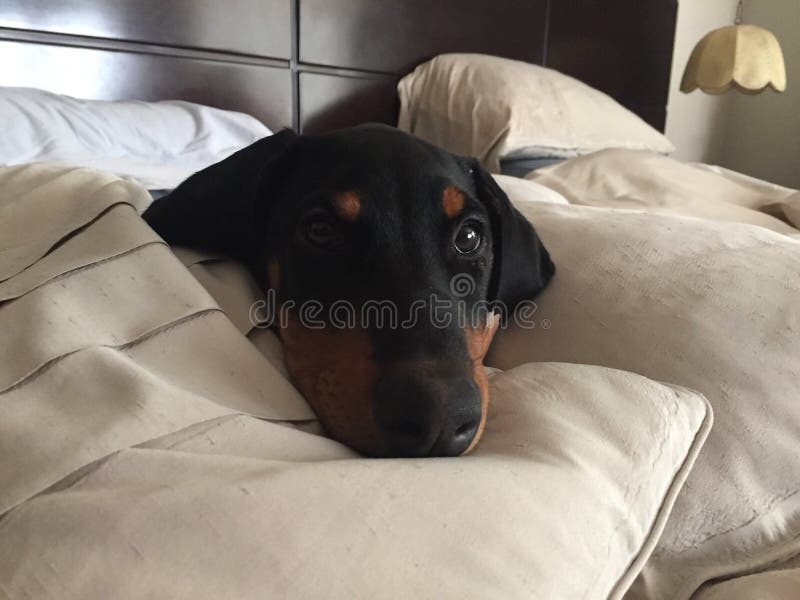 Doberman del bebé en cama imagen de archivo. Imagen de cama - 107896383