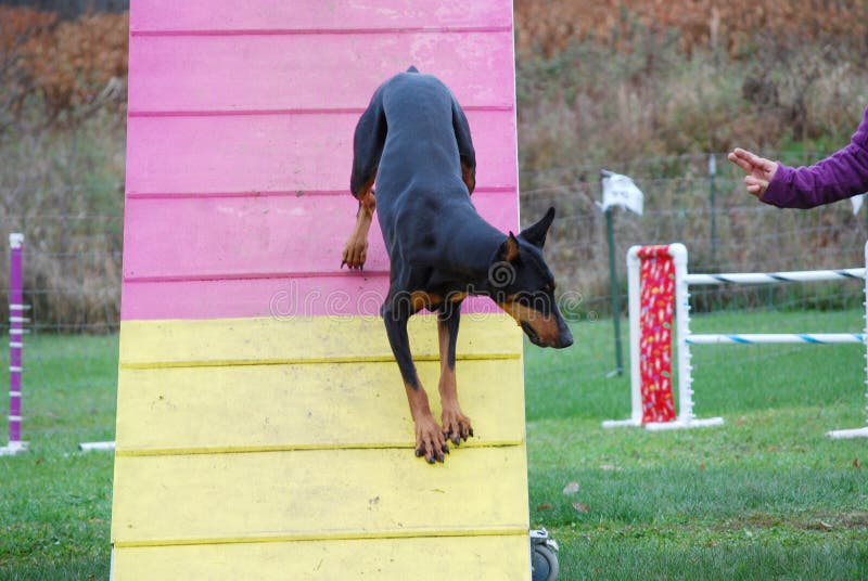 Doberman Descends a-frame stock image. Image of outside - 60737557