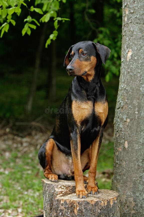 Young Cute Happy Smiling Doberman Dog Stock Photos - Free & Royalty ...