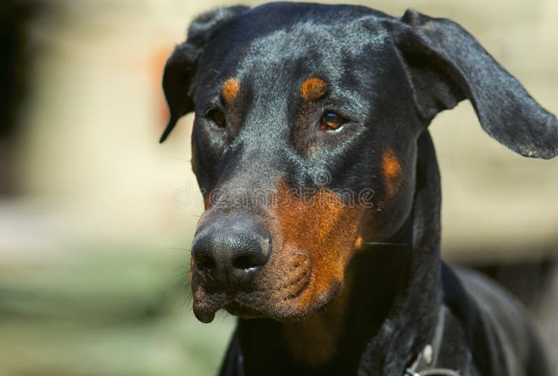 Doberman Dog Head with Ears. Portrait of a Left Side View Stock Photo ...