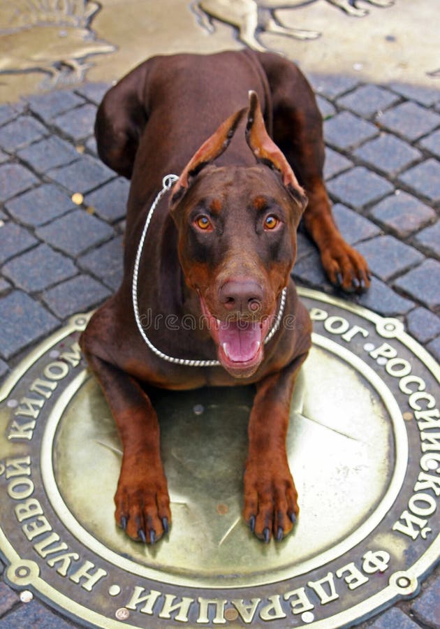 Doberman Dog Laying on the Hatch Stock Image - Image of chain, service ...