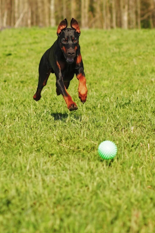 Doberman Dog Playing with a Ball Stock Image - Image of game, alfresco ...
