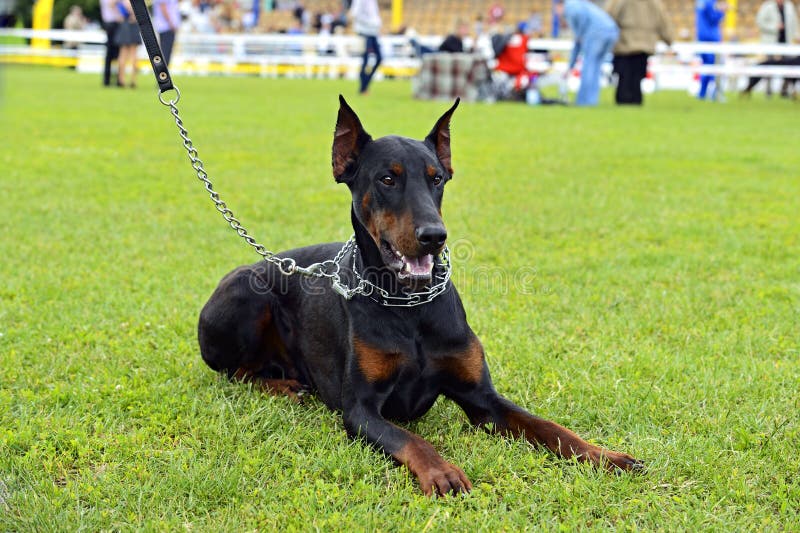 Doberman stock photo. Image of playful, planet, purebred - 42112972
