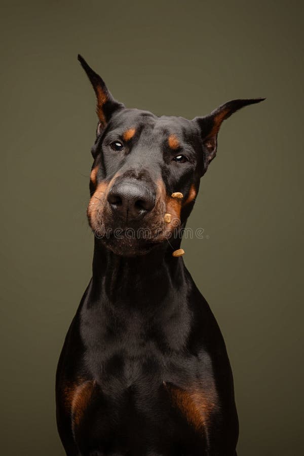 Doberman funny action shot stock image. Image of closeup - 254445287