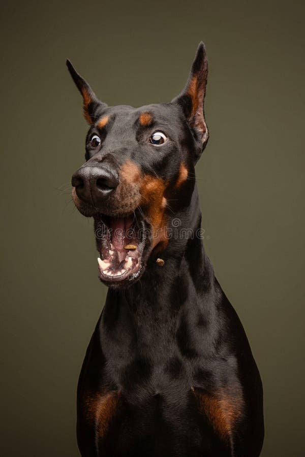 Doberman funny action shot stock image. Image of closeup - 254445287
