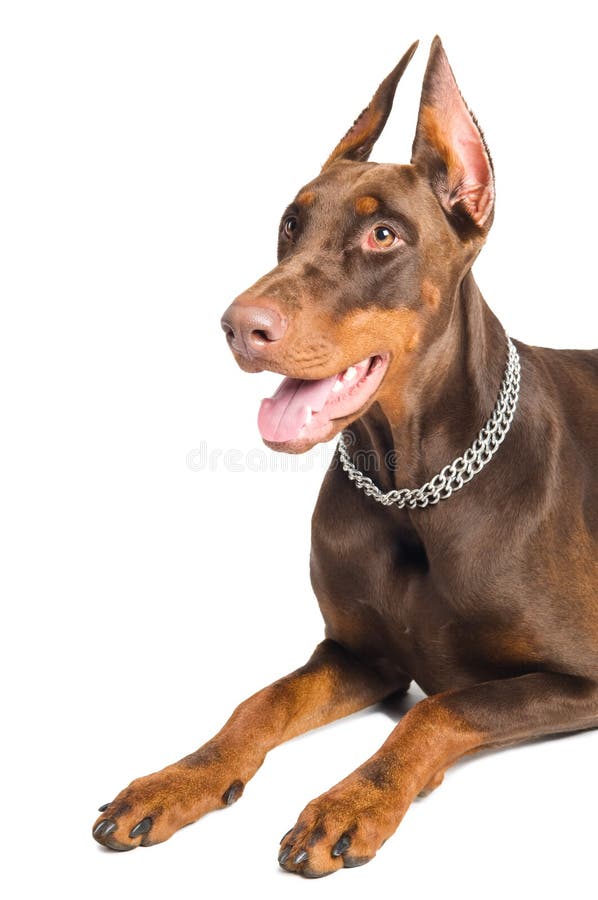 Doberman Isolated Over White Stock Photo - Image of adorable, chain ...