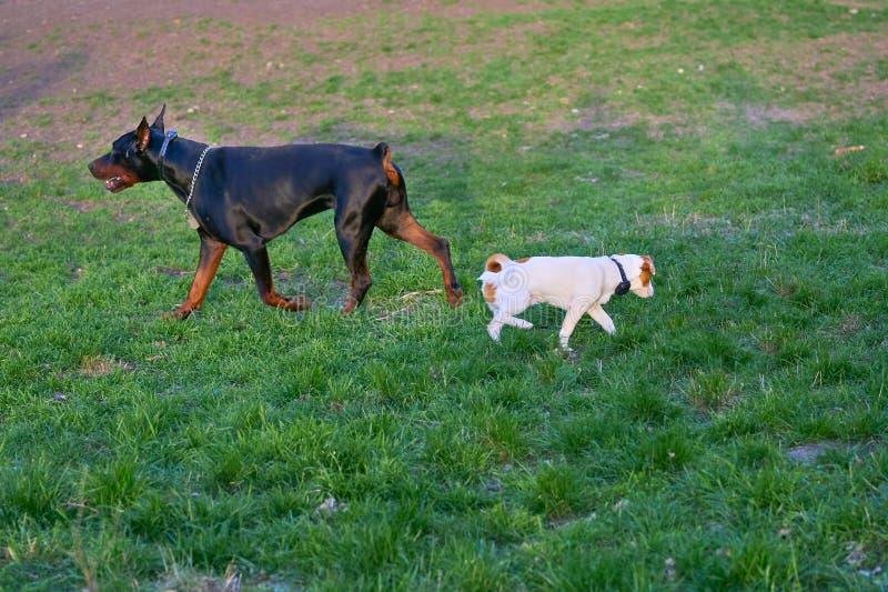 Doberman and Jack Russell Terrier Quarreled, Going in Different Directions Stock Photo - Image ...