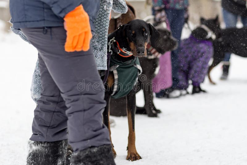 Doberman looks sad, winter stock image. Image of animal - 108624053