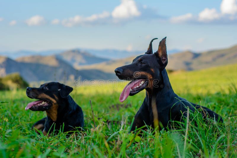 Rottweiler valp arkivfoto. Image of liten, hemhjälp, söt - 83648220