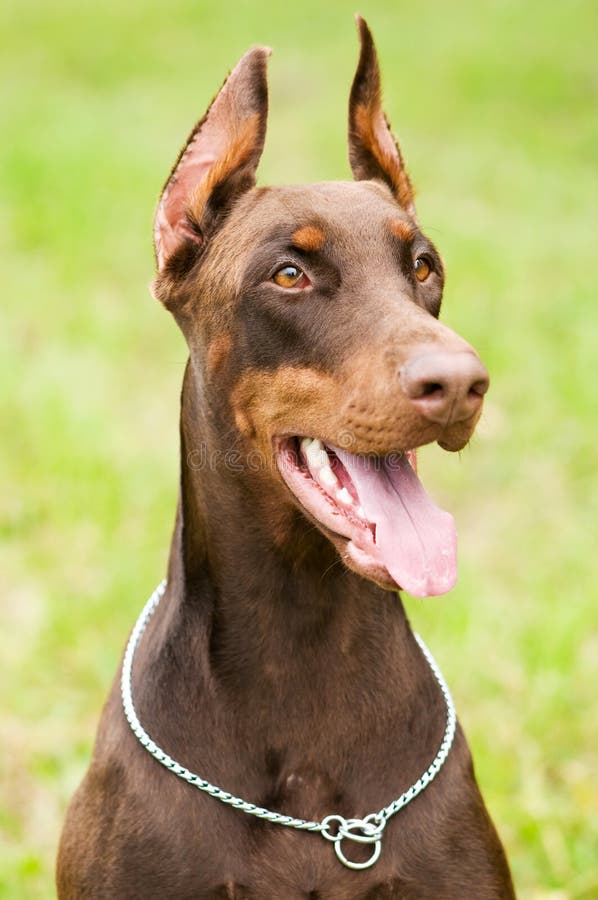 Doberman outdoors stock image. Image of jenny, ears, animal - 16886741