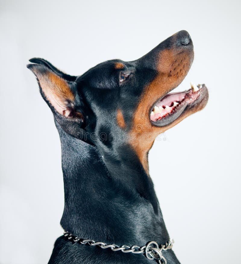 Doberman pinscher stock image. Image of wooden, head, teeth - 5495851