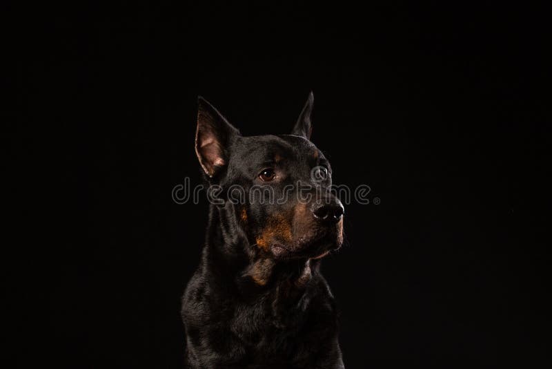 208 Doberman Front View Stock Photos - Free & Royalty-Free Stock Photos ...