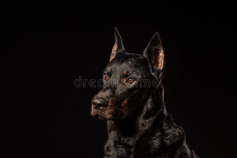 Doberman Pinscher Against Black Background Front View Stock Image ...